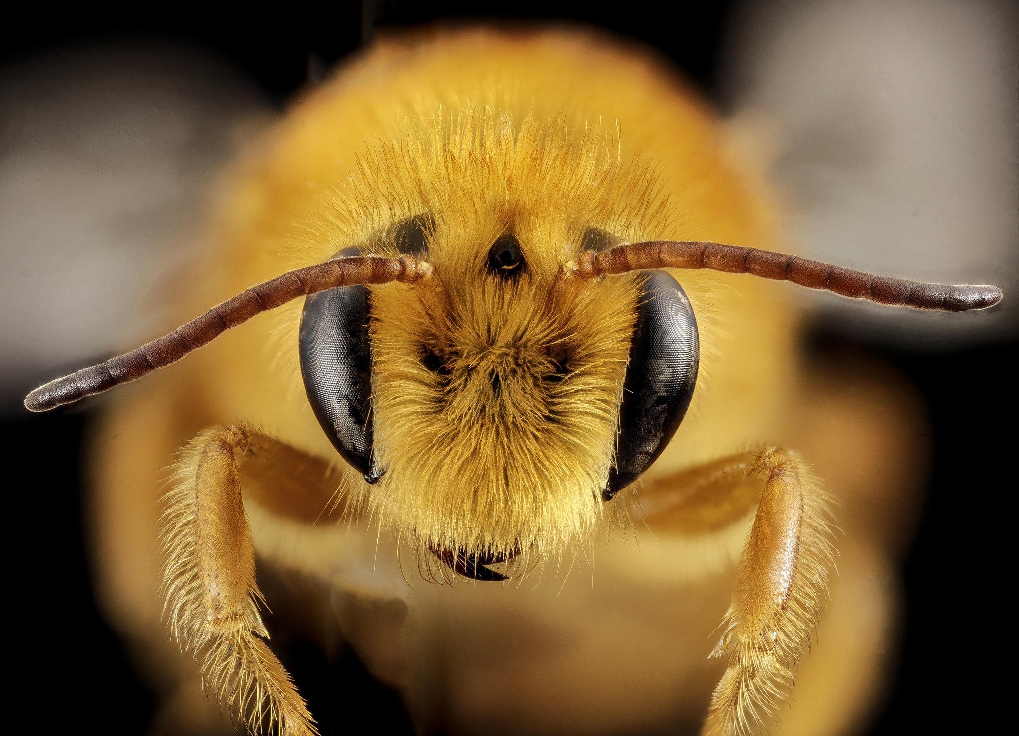 Animals in the Holy Quran - The Bee - The Muslim Vibe