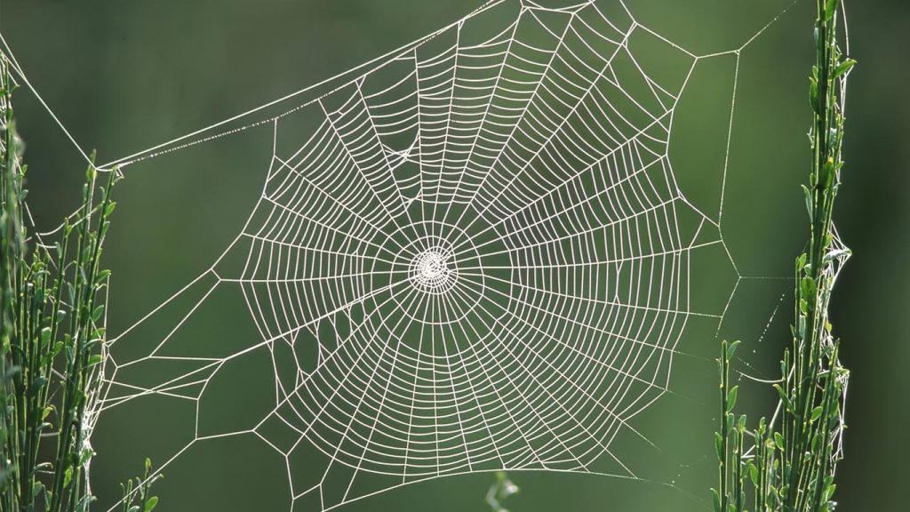 Animals in the Holy Quran - The Spider - The Muslim Vibe