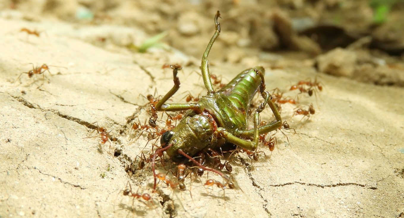 The wonders of ant architecture & the miracle of Allah - The Muslim Vibe