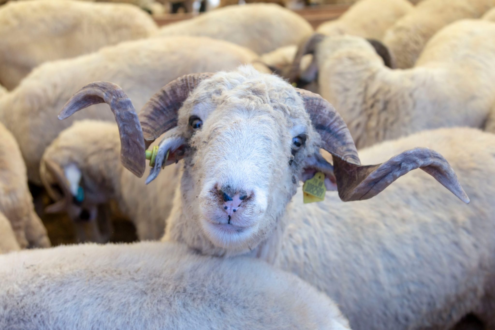 How Muslims Honour Animals in Islam - The Muslim Vibe