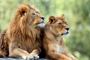 Which Animals Are Mentioned in the Holy Quran? - The Muslim Vibe
