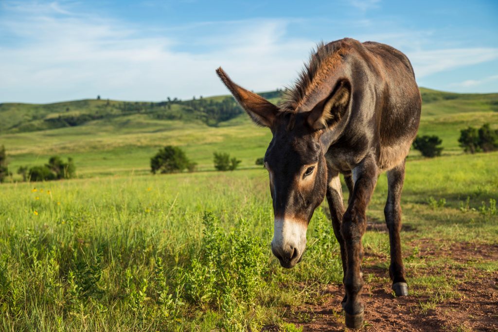 Which Animals Are Mentioned in the Holy Quran? - The Muslim Vibe