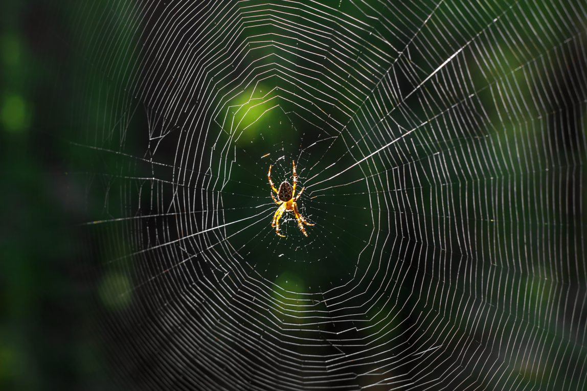 Which Animals Are Mentioned in the Holy Quran? - The Muslim Vibe