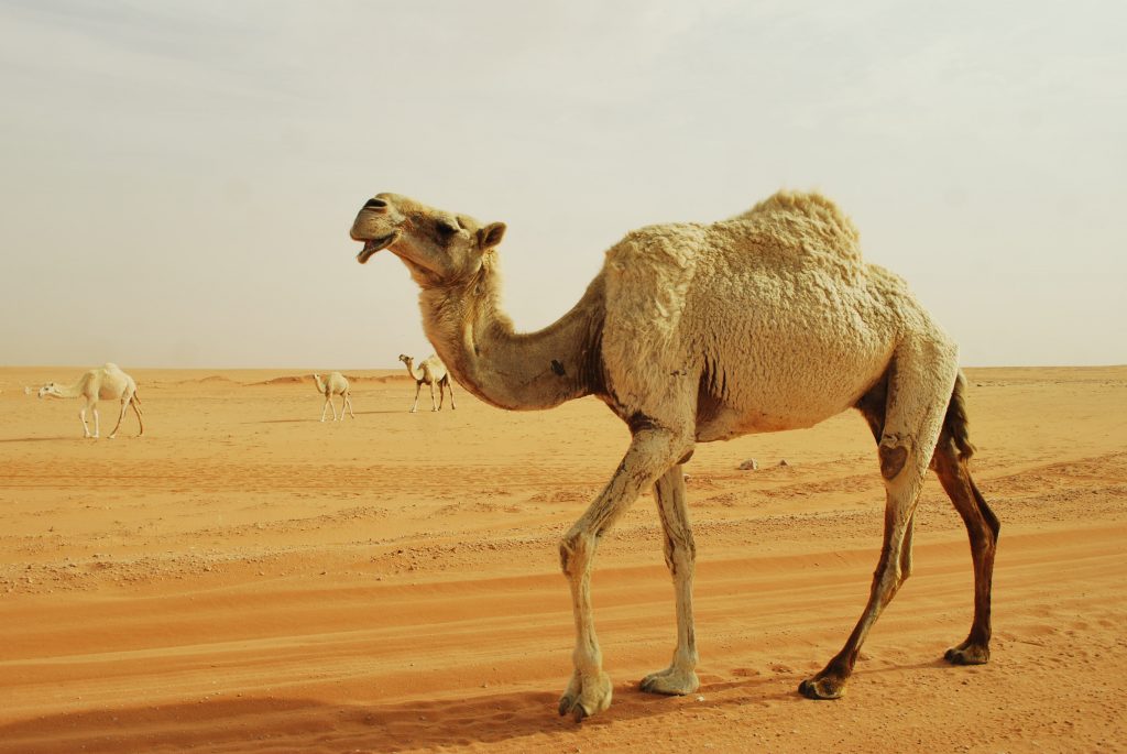 Which Animals Are Mentioned in the Holy Quran? - The Muslim Vibe