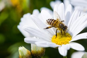 Which Animals Are Mentioned in the Holy Quran? - The Muslim Vibe
