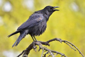 Which Animals Are Mentioned in the Holy Quran? - The Muslim Vibe