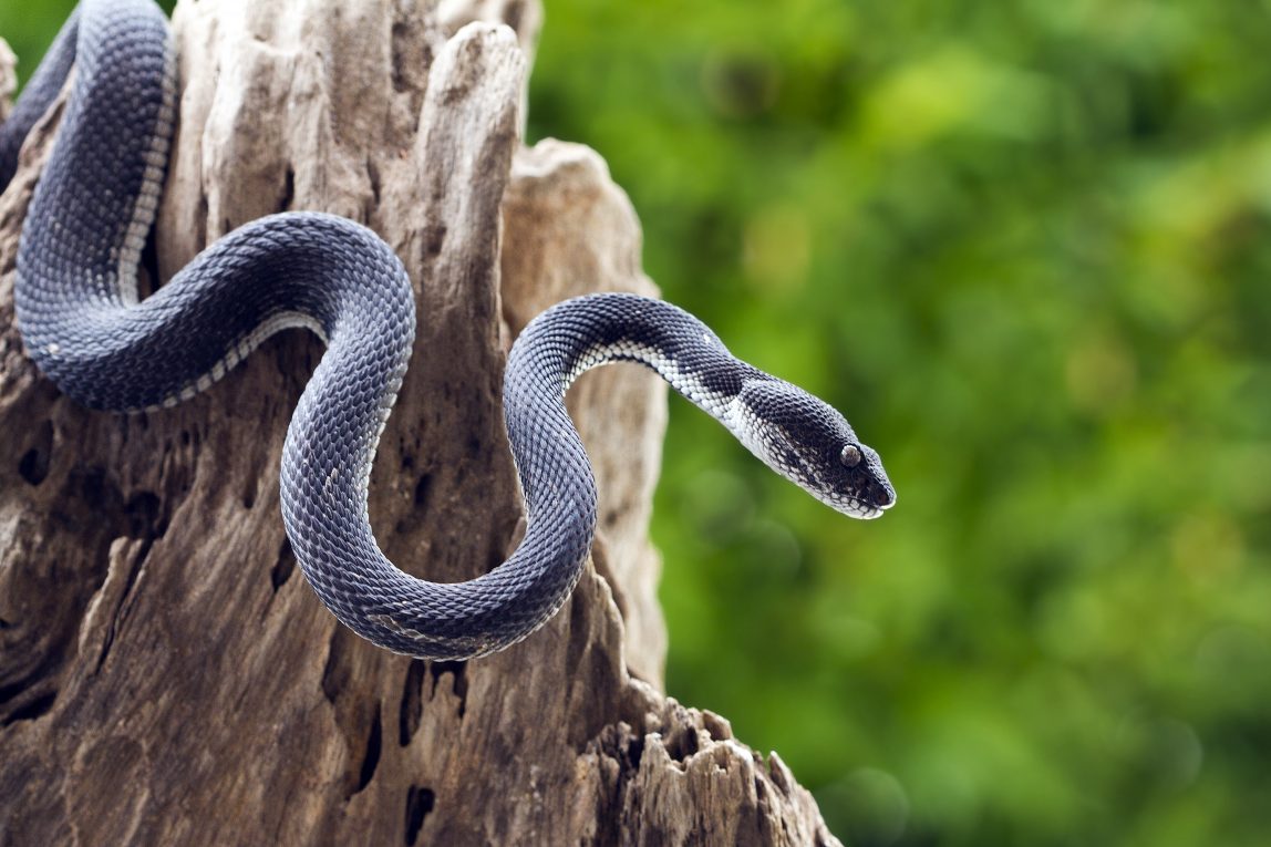 Which Animals Are Mentioned in the Holy Quran? - The Muslim Vibe