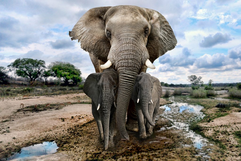 Which Animals Are Mentioned in the Holy Quran? - The Muslim Vibe