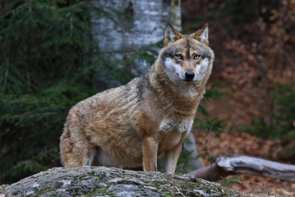 Which Animals Are Mentioned in the Holy Quran? - The Muslim Vibe